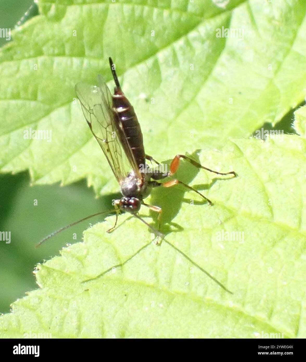 Itoplectis maculator hi-res stock photography and images - Alamy