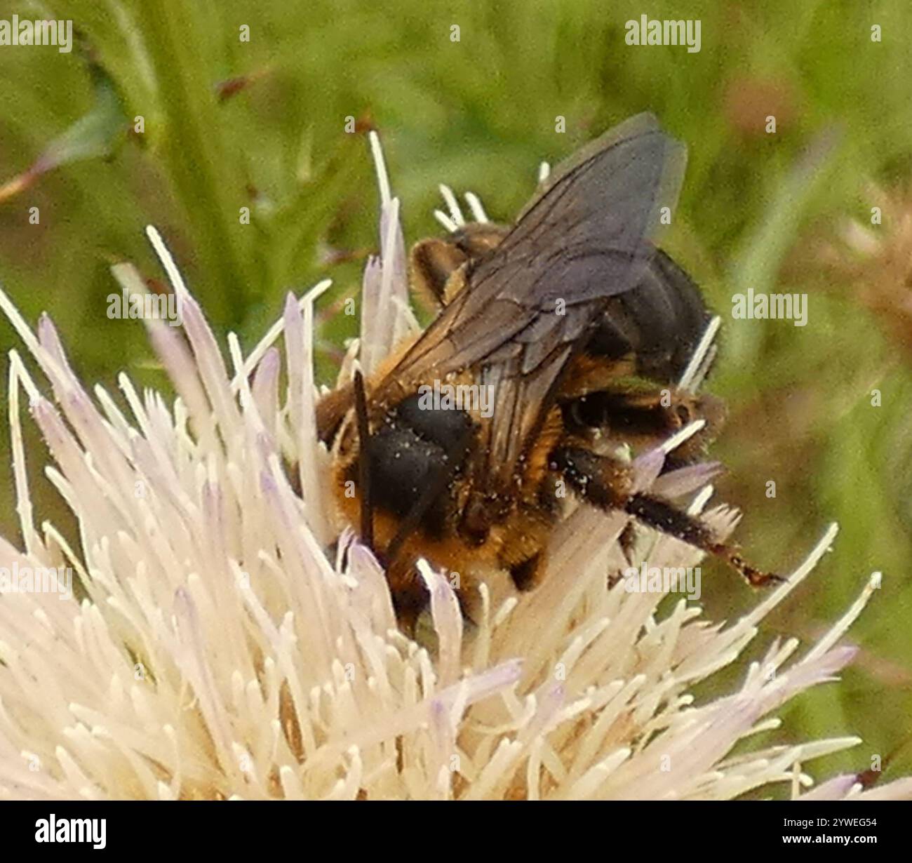 Oblique Longhorn (Svastra obliqua Stock Photo - Alamy
