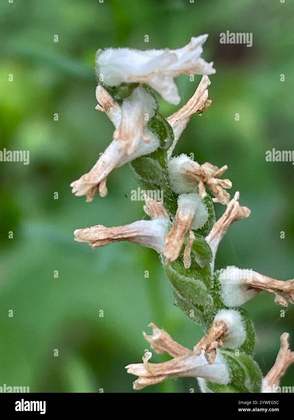 Spring Ladies' Tresses (Spiranthes vernalis Stock Photo - Alamy
