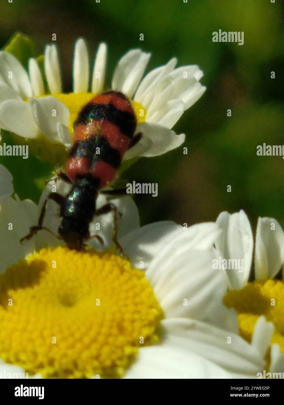 Bee-eating Beetle (Trichodes apiarius Stock Photo - Alamy