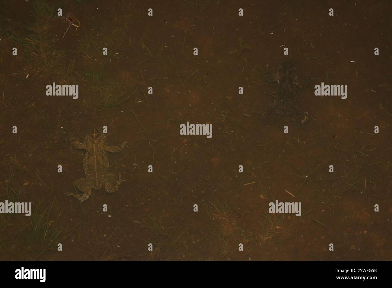 Sand Toad (Vandijkophrynus angusticeps Stock Photo - Alamy