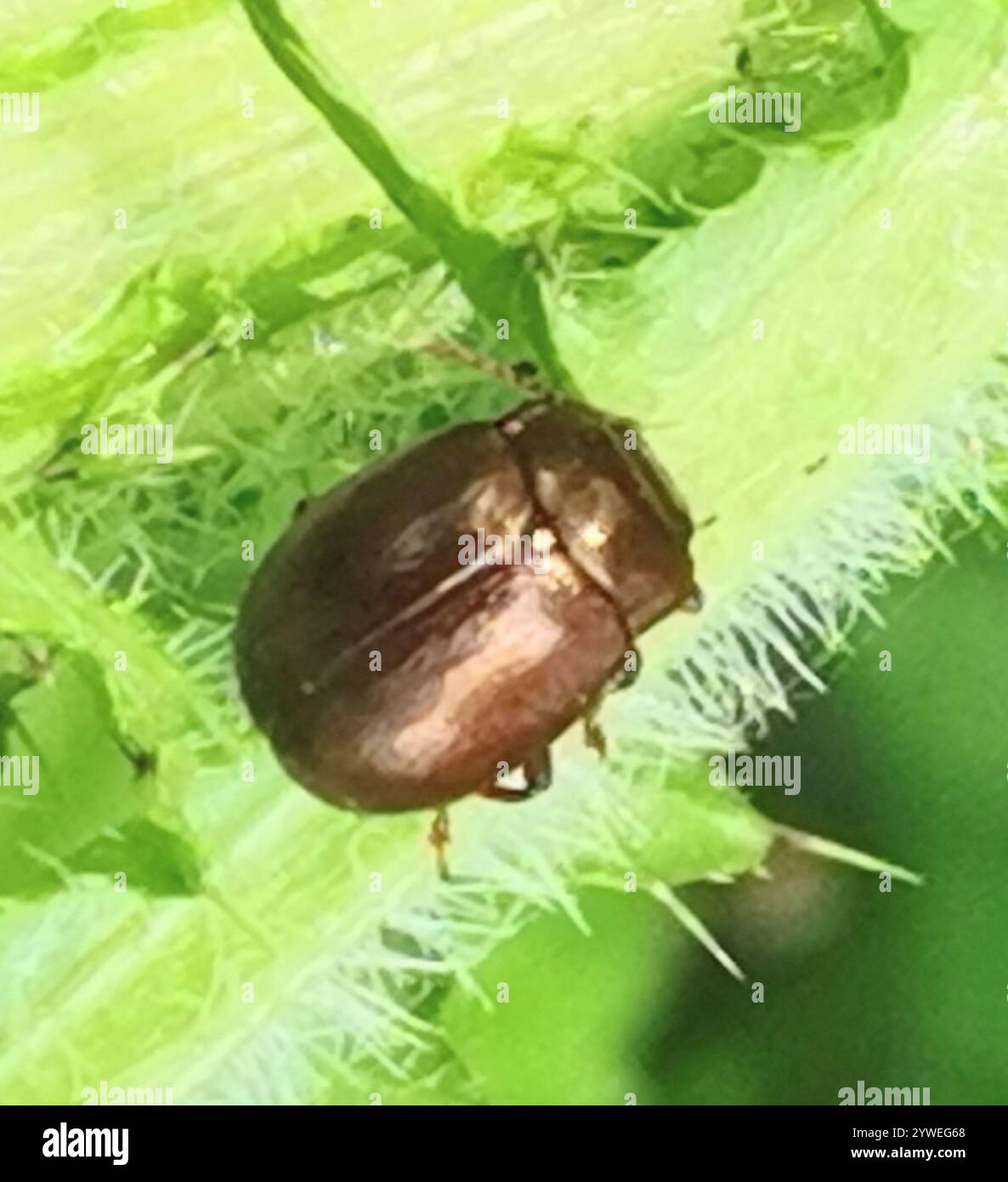 brown leaf beetle (Chrysolina staphylaea Stock Photo - Alamy