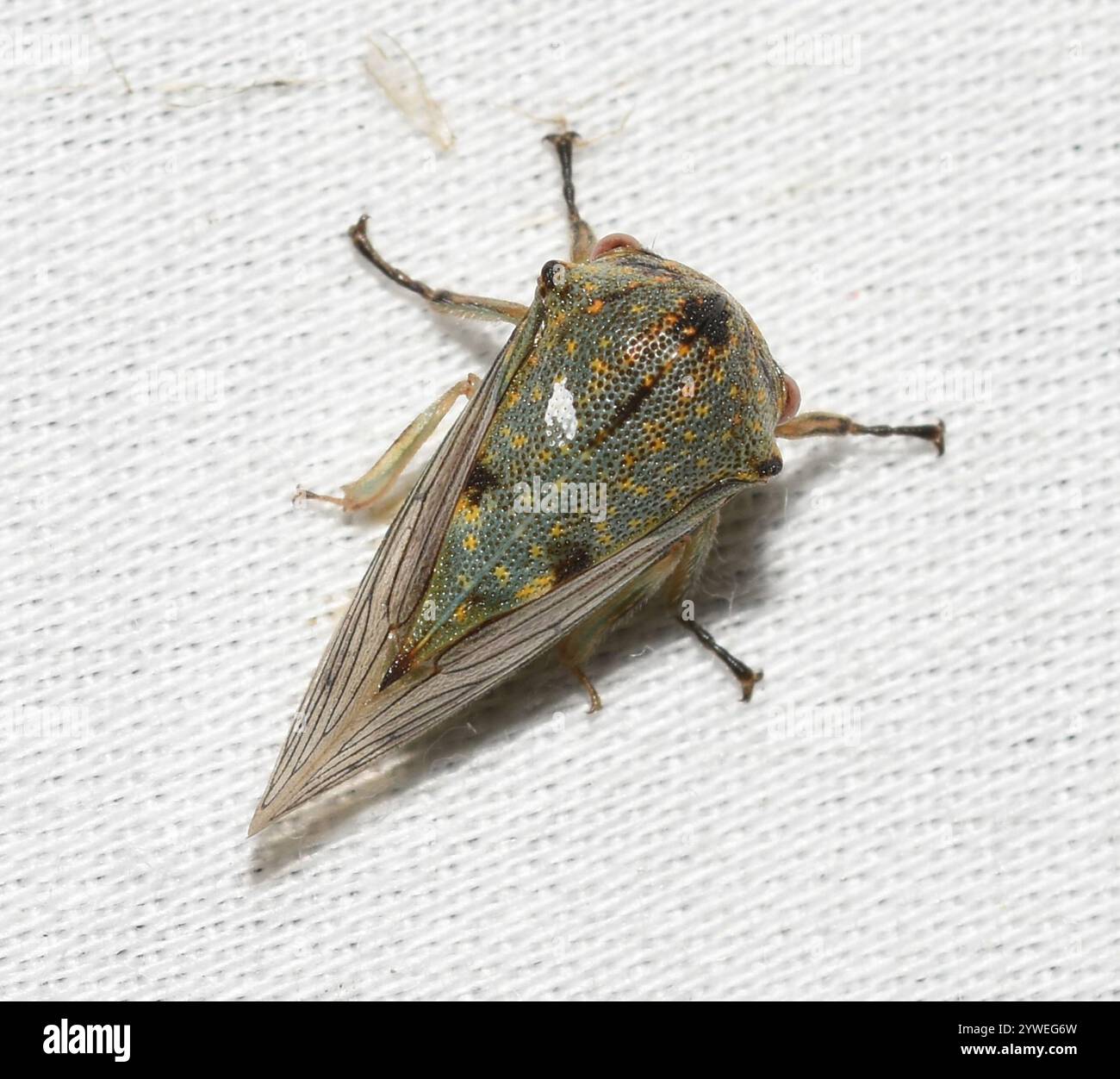 Oak Treehopper (Platycotis vittata Stock Photo - Alamy