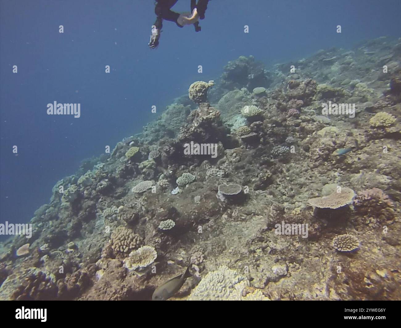 Surgeonfishes, Tangs, and Unicornfishes (Acanthuridae Stock Photo - Alamy