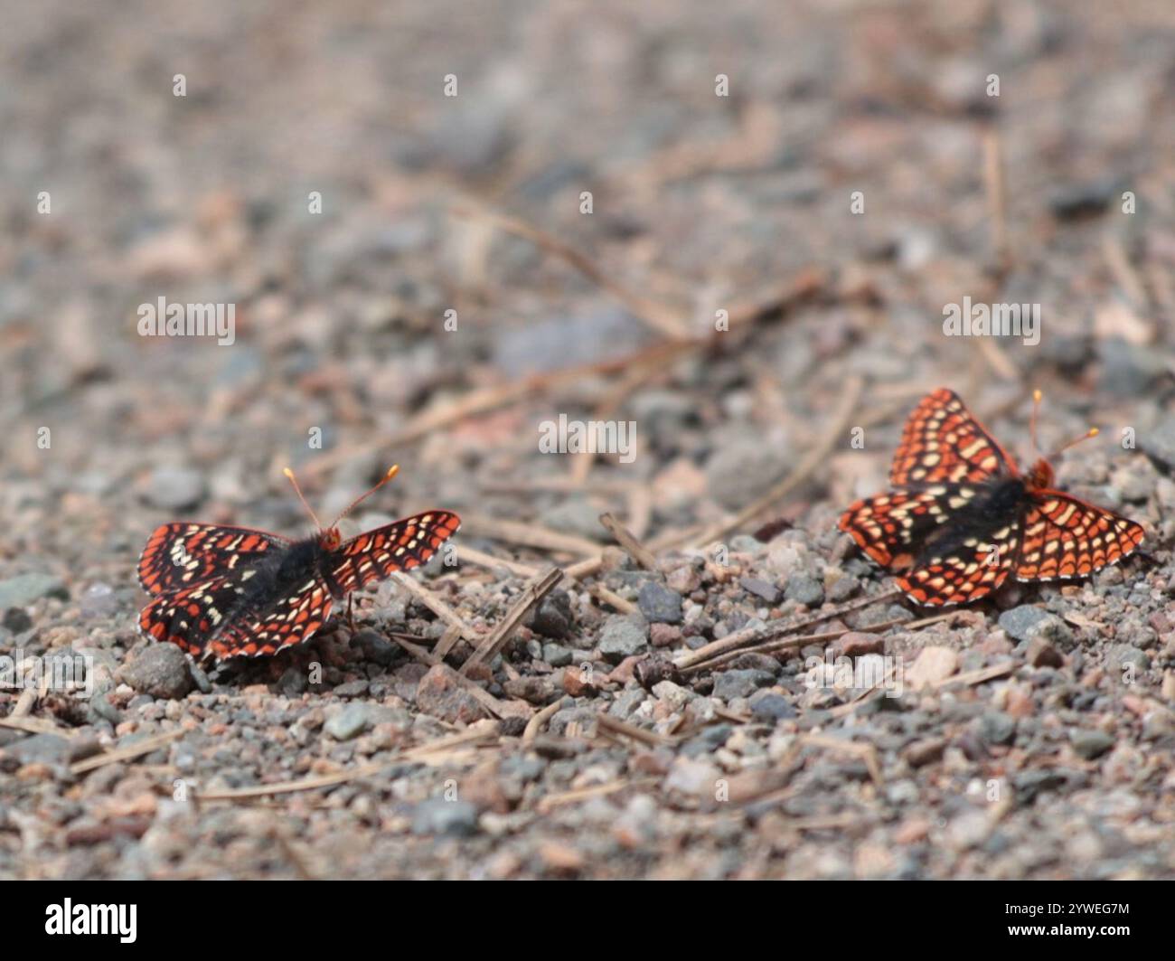 Anicia Checkerspot (Euphydryas anicia Stock Photo - Alamy