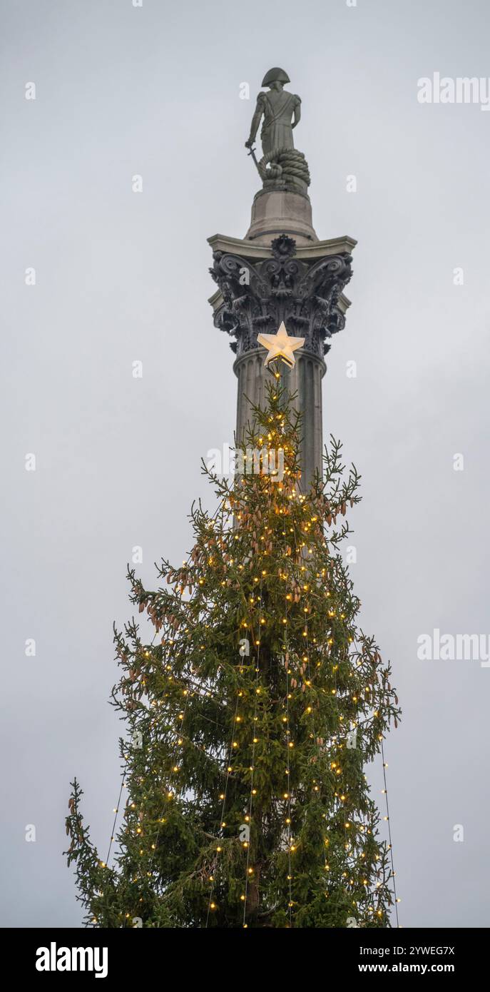 11th Dec 2024. Norwegian Spruce Christmas Tree, Trafalgar Square, London, UK, the 77th ...