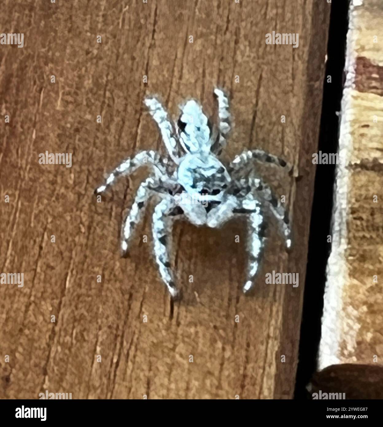 Tan Jumping Spider (Platycryptus undatus Stock Photo - Alamy