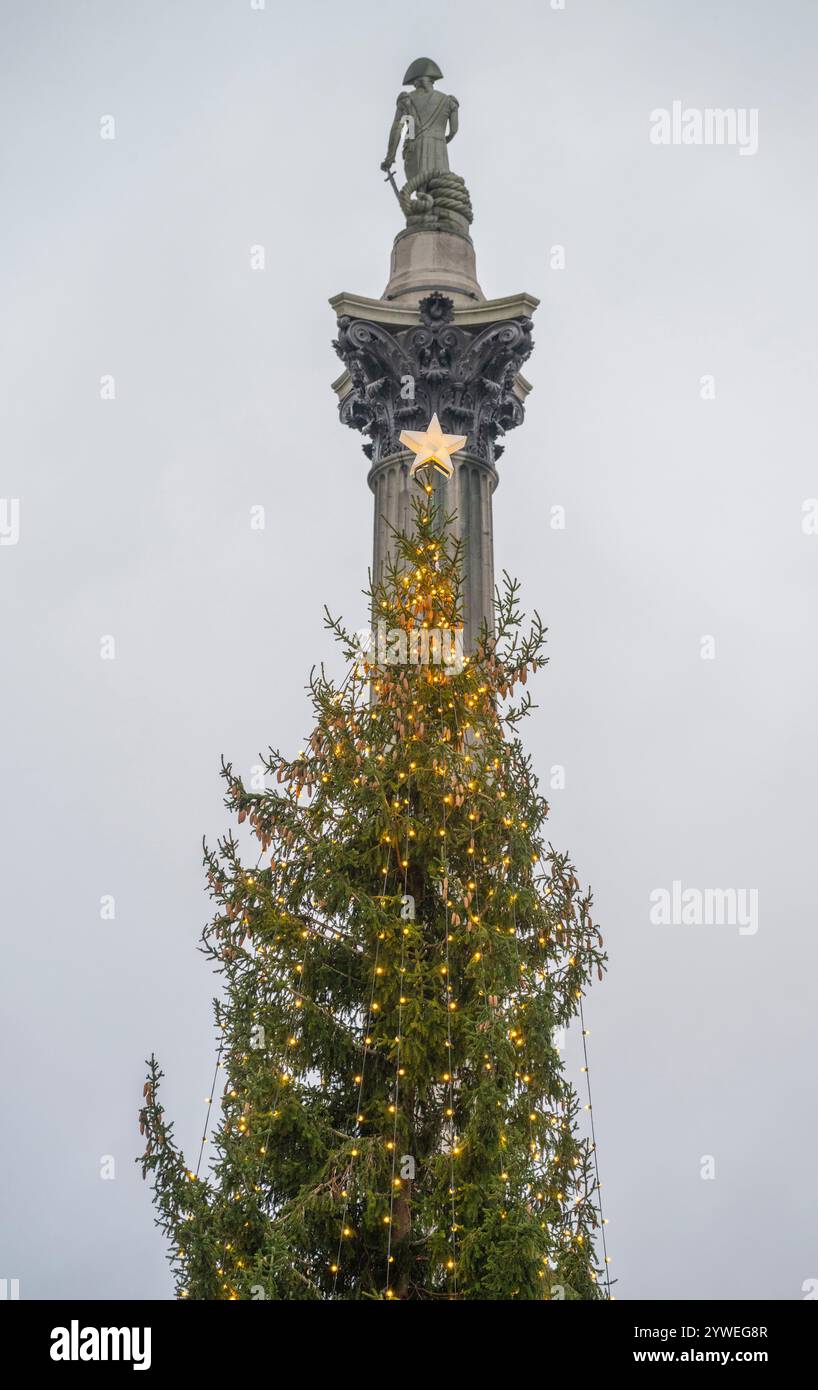 11th Dec 2024. Norwegian Spruce Christmas Tree, Trafalgar Square, London, UK, the 77th ...