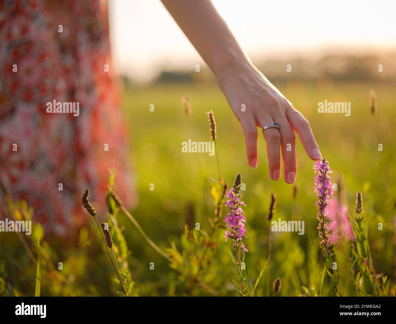 woman's hand touching purple wildflowers, close-up of fingers holding ...