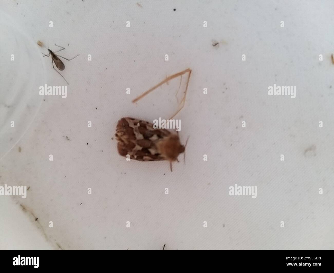 Map winged swift hi-res stock photography and images - Alamy