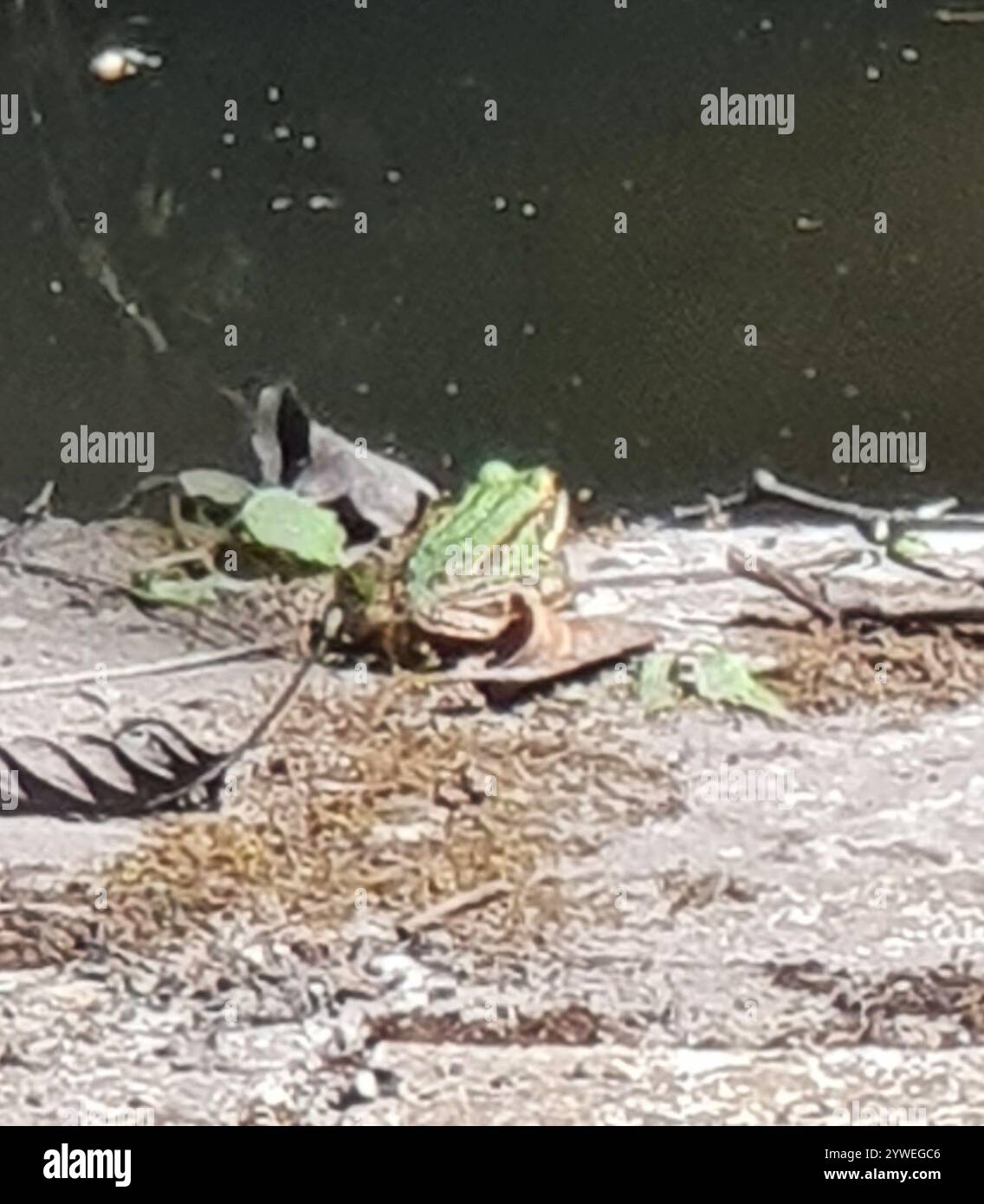 Pool frog complex and its kleptons (Pelophylax lessonae Stock Photo - Alamy