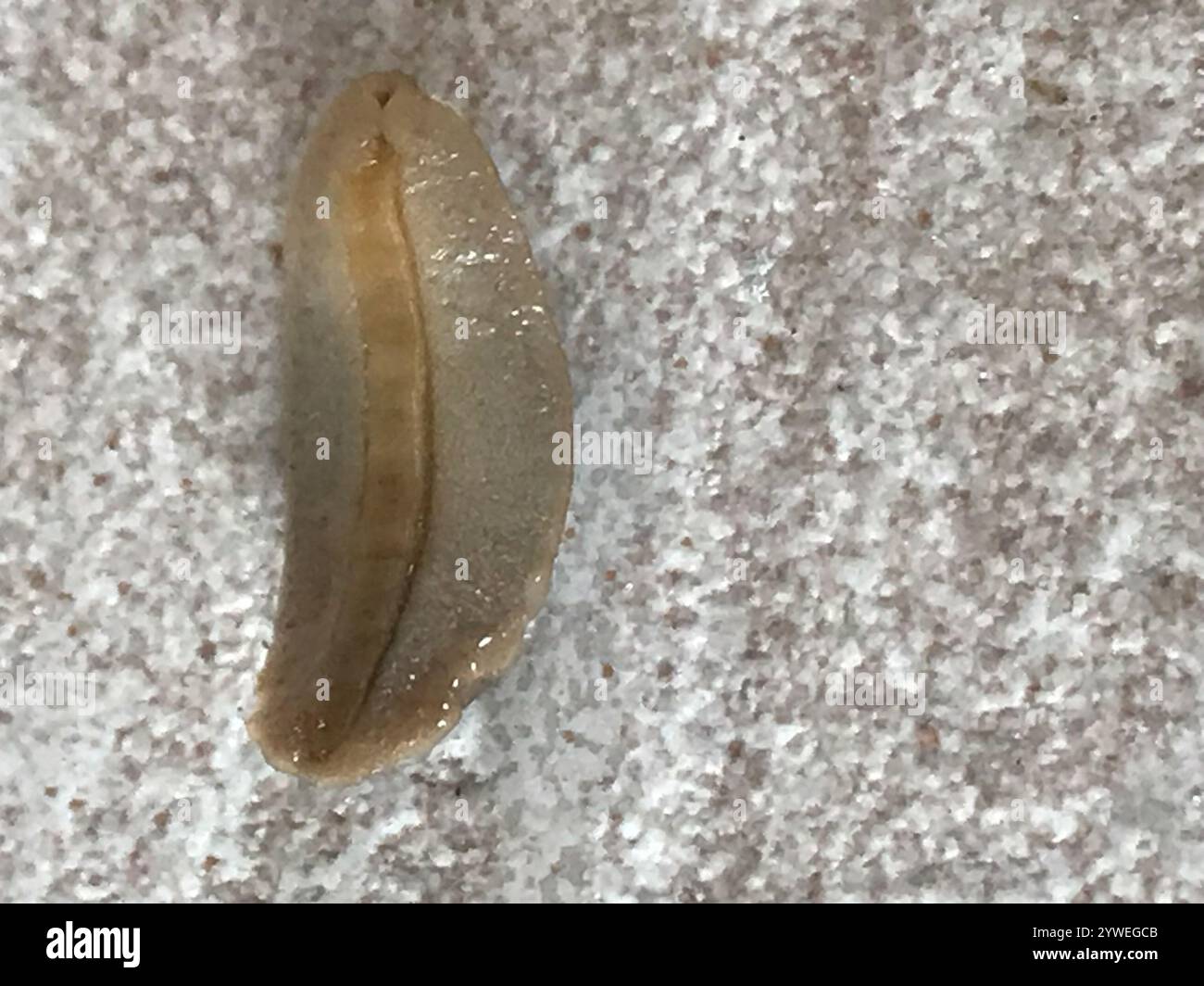 Leatherleaf Slugs (Veronicellidae Stock Photo - Alamy