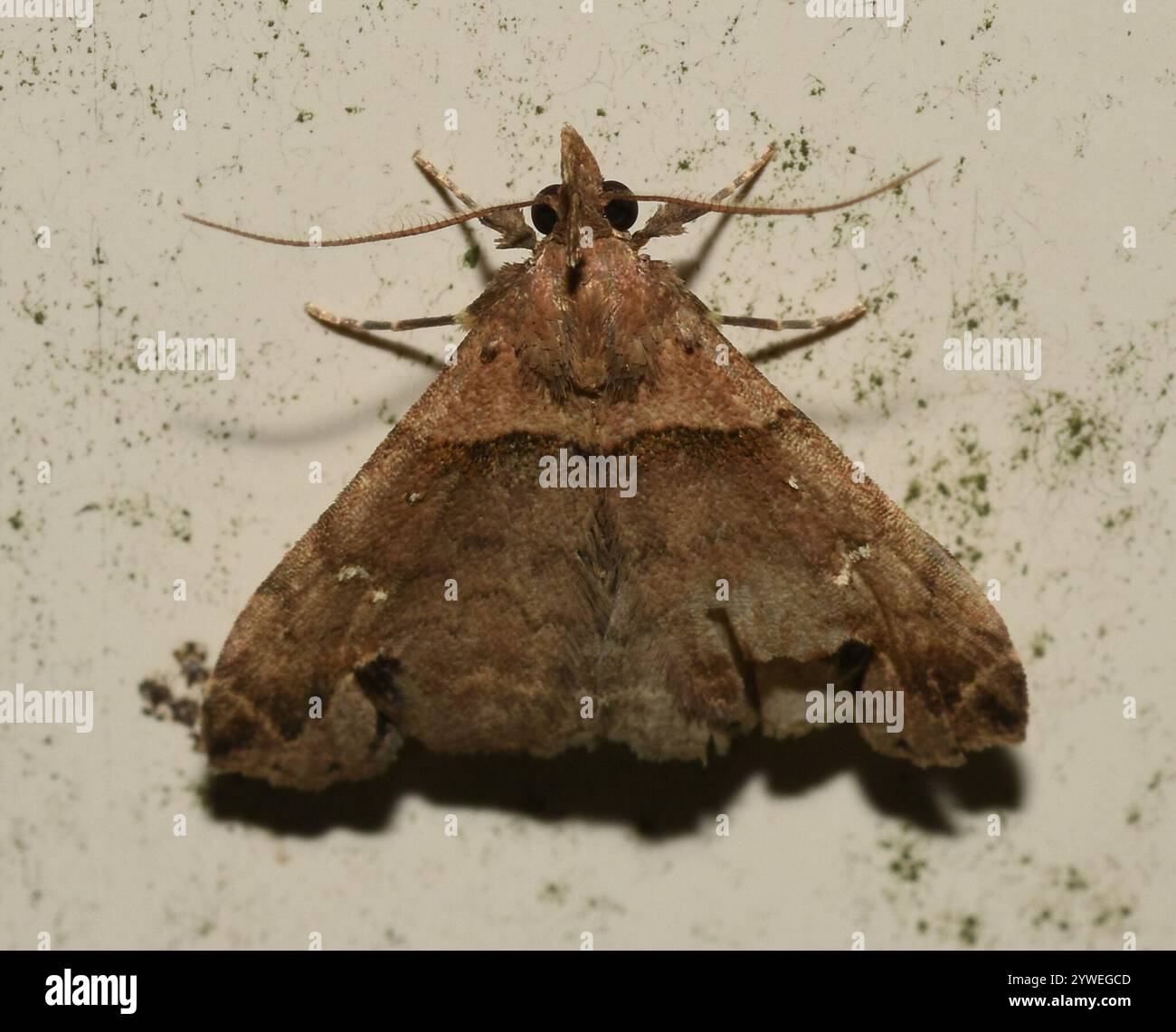 Ambiguous Moth (Lascoria ambigualis Stock Photo - Alamy
