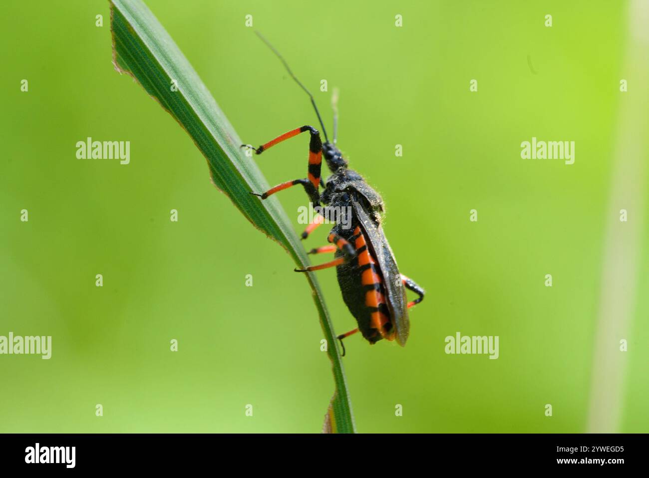 Rhynocoris annulatus hi-res stock photography and images - Alamy