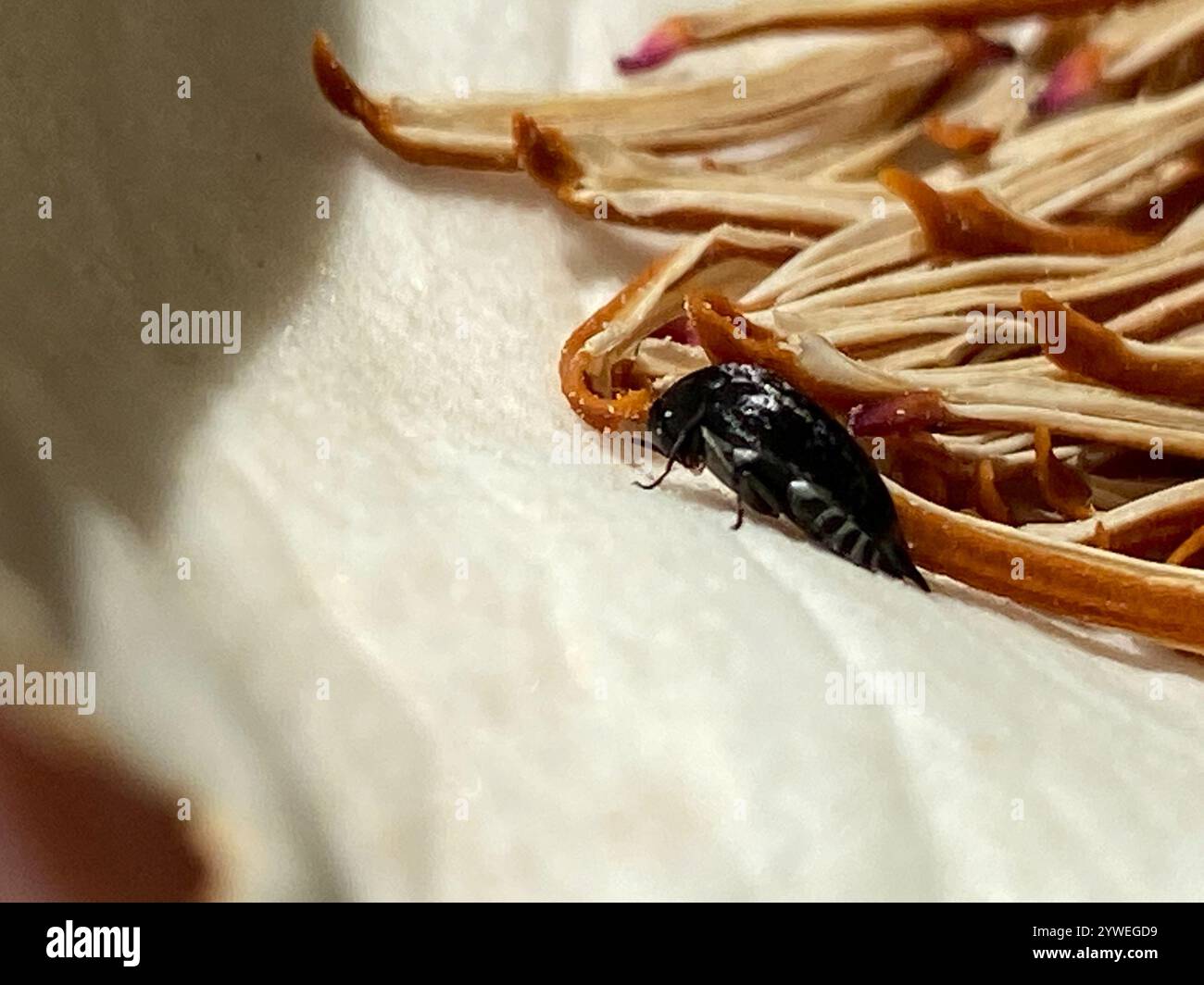 Tumbling Ragdoll (Mordella marginata Stock Photo - Alamy