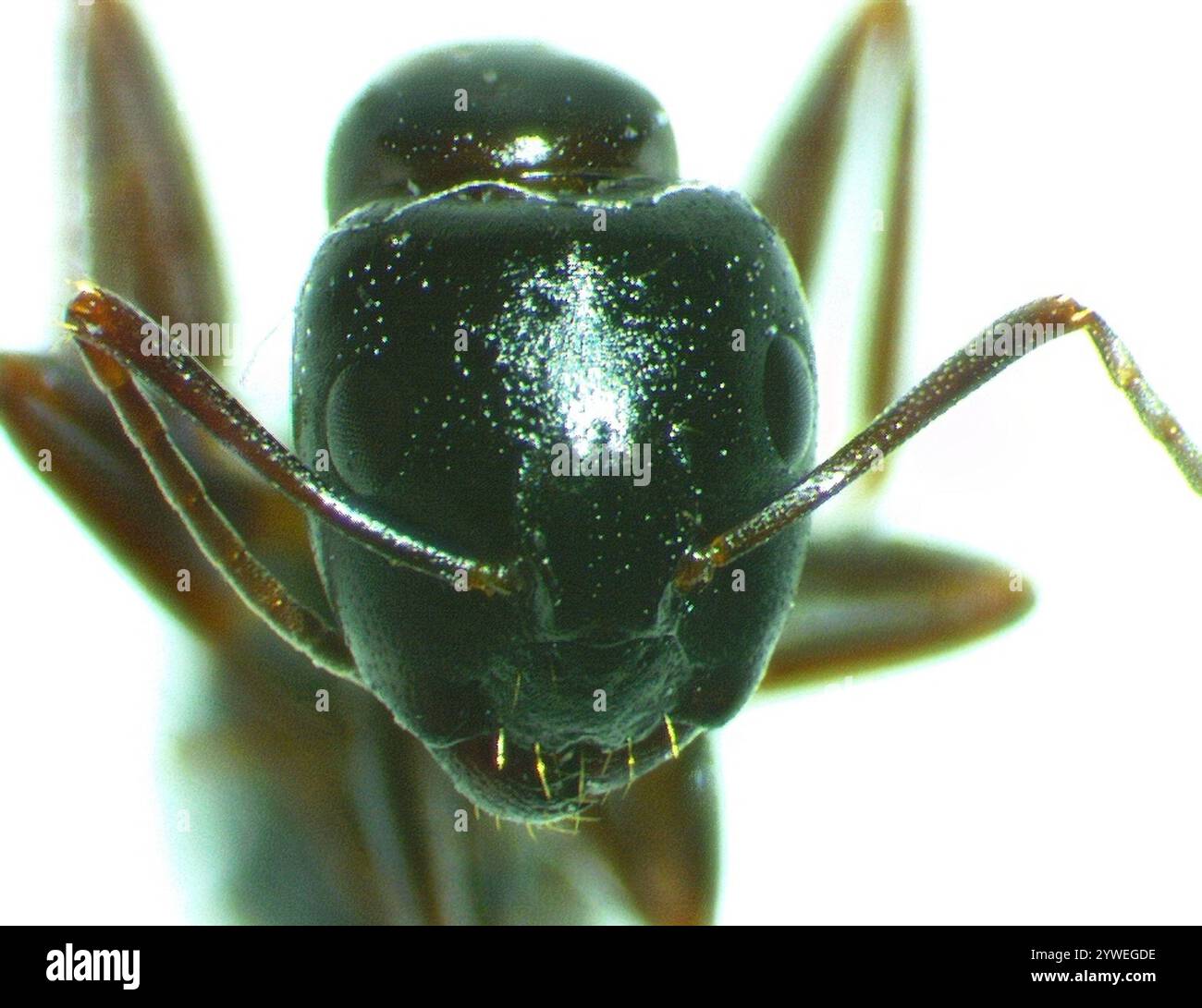 Nearctic Carpenter Ant (Camponotus nearcticus Stock Photo - Alamy
