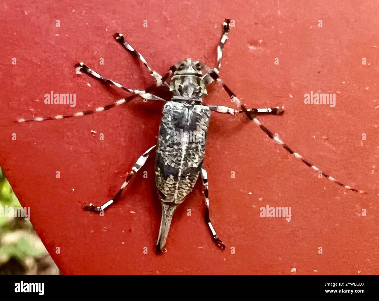 Salt-and-pepper Long-horned Beetle (Graphisurus despectus Stock Photo ...