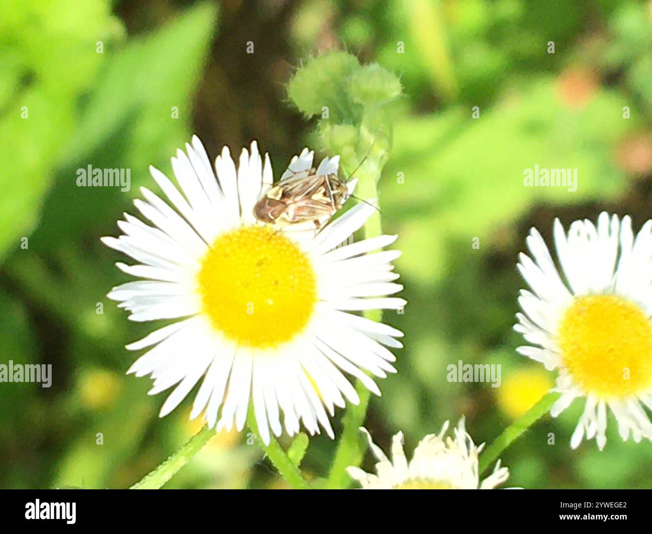 North American Tarnished Plant Bug (Lygus lineolaris Stock Photo - Alamy