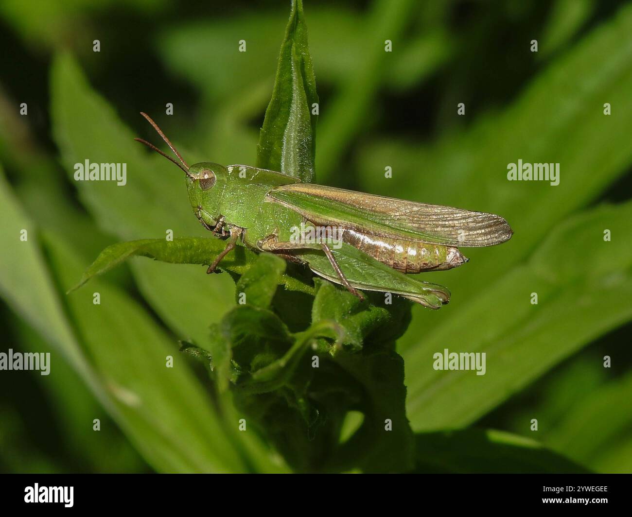 Green-striped Grasshopper (Chortophaga viridifasciata Stock Photo - Alamy