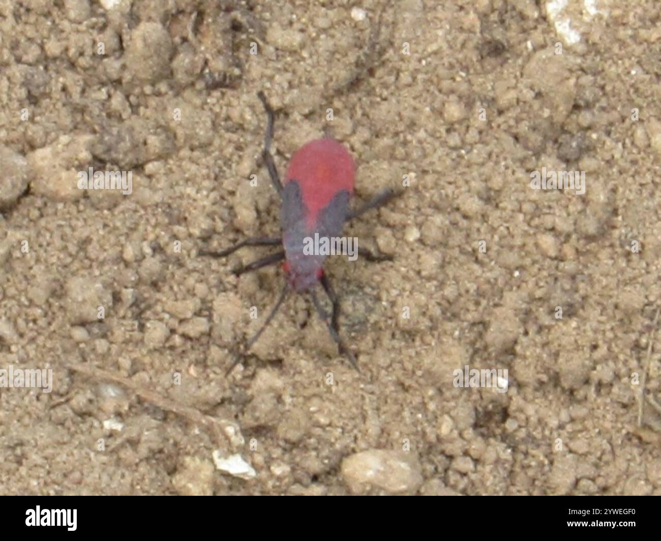 Red-shouldered Bug (Jadera haematoloma Stock Photo - Alamy