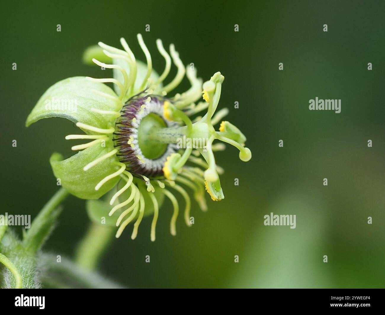 corkystem passionflower (Passiflora suberosa Stock Photo - Alamy