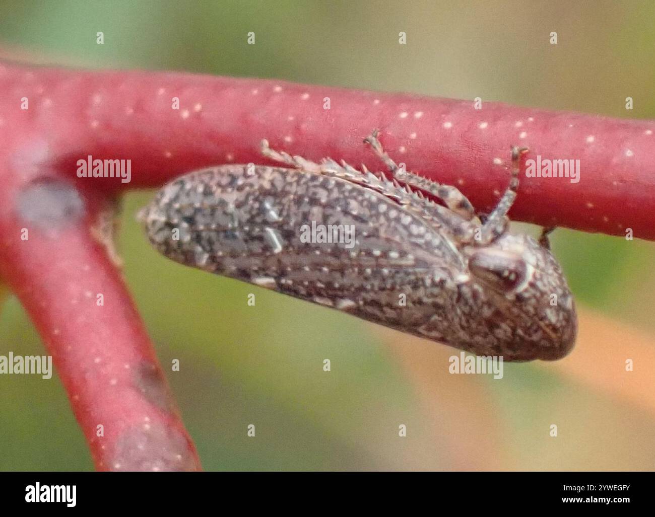 Typical Leafhoppers (Cicadellidae Stock Photo - Alamy