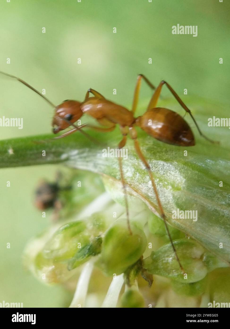 Chestnut Carpenter Ant (Camponotus castaneus Stock Photo - Alamy