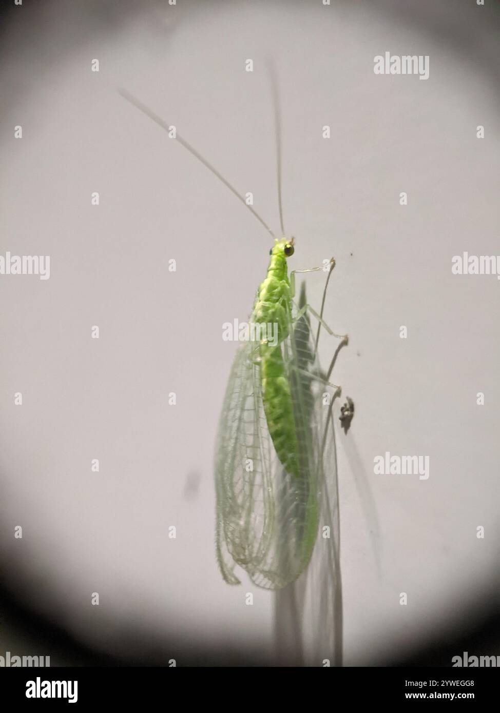 common green lacewings (Chrysoperla Stock Photo - Alamy