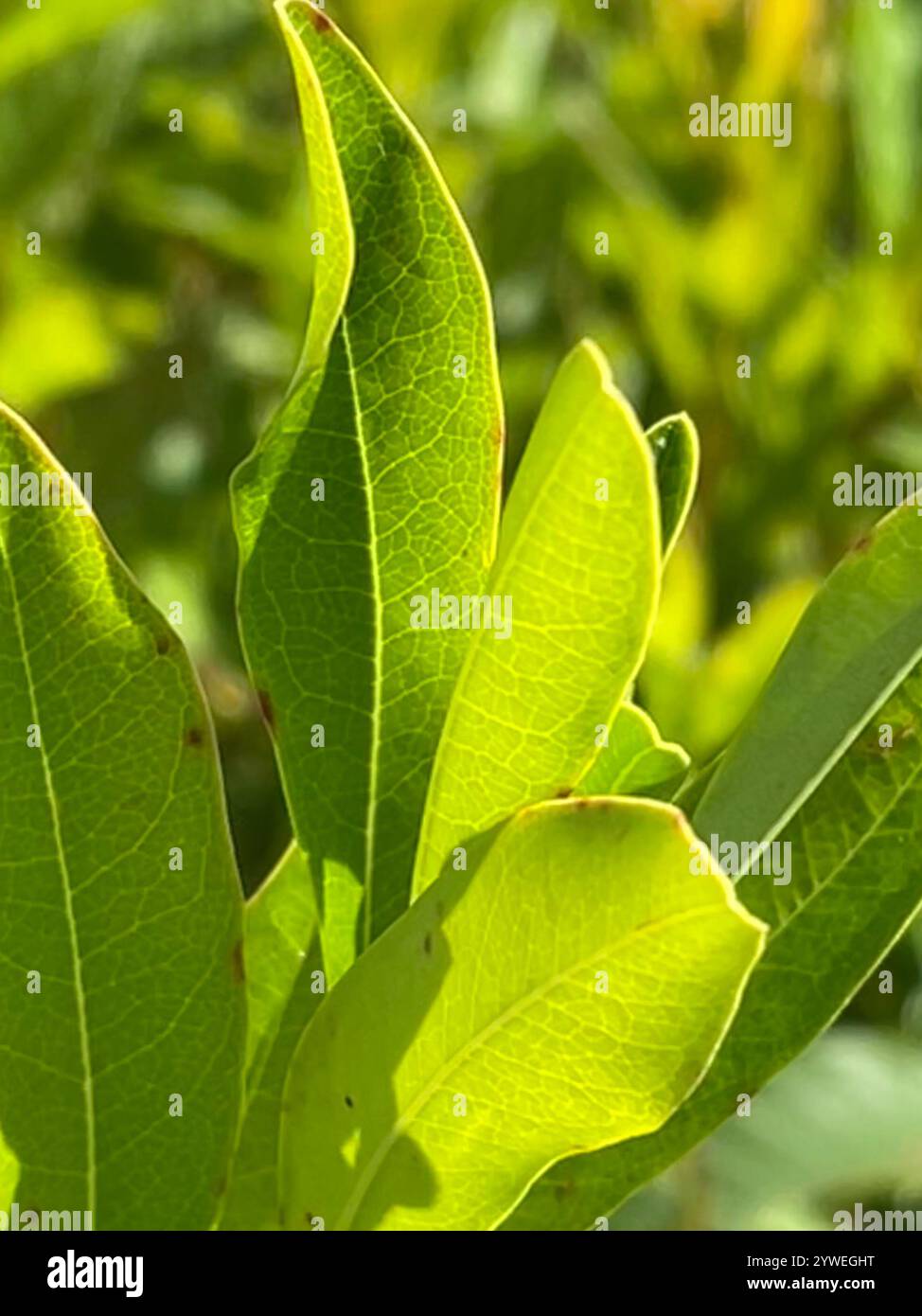 Swamp titi (Cyrilla racemiflora Stock Photo - Alamy