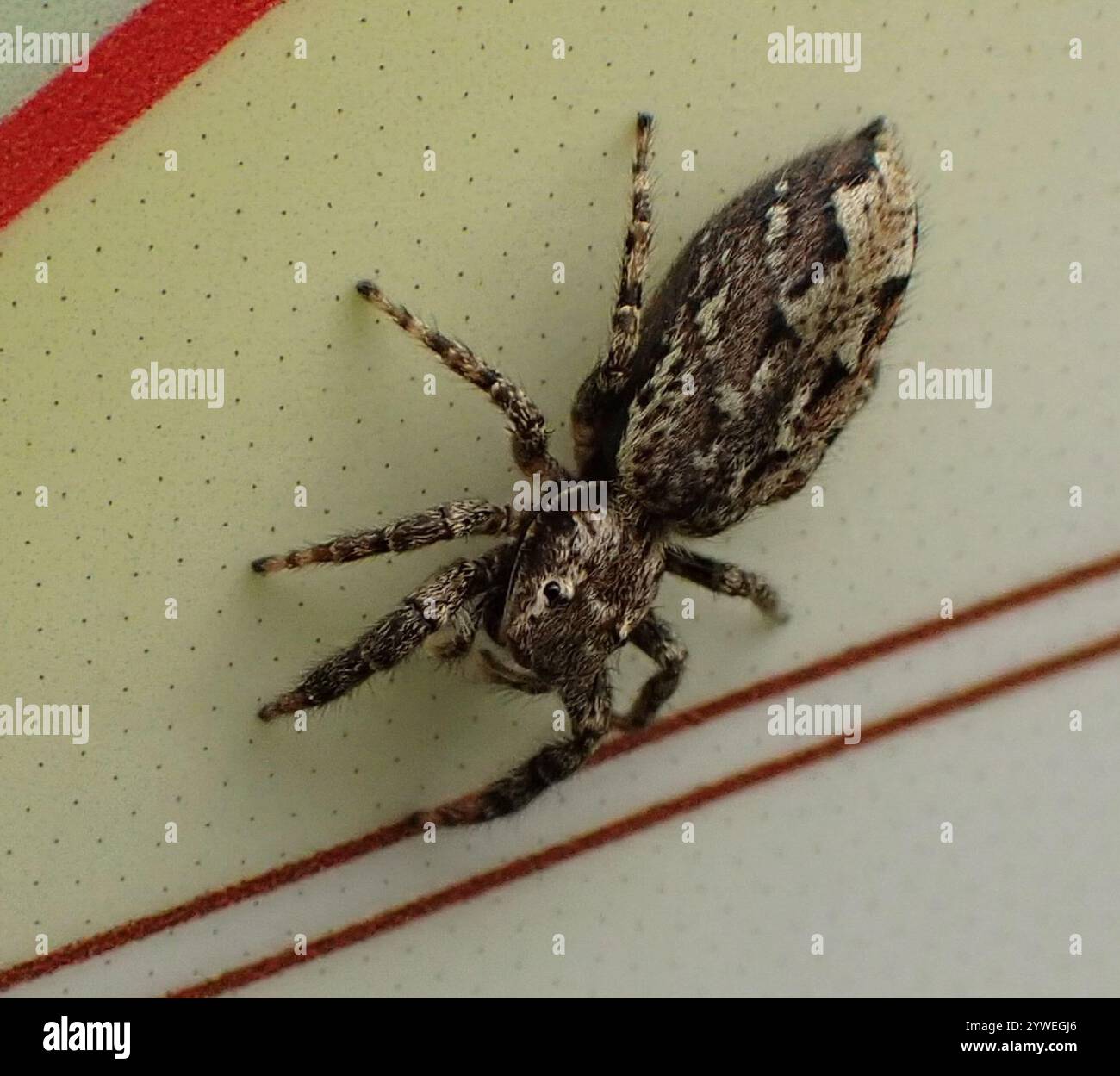 Fencepost jumping spider (Marpissa muscosa Stock Photo - Alamy