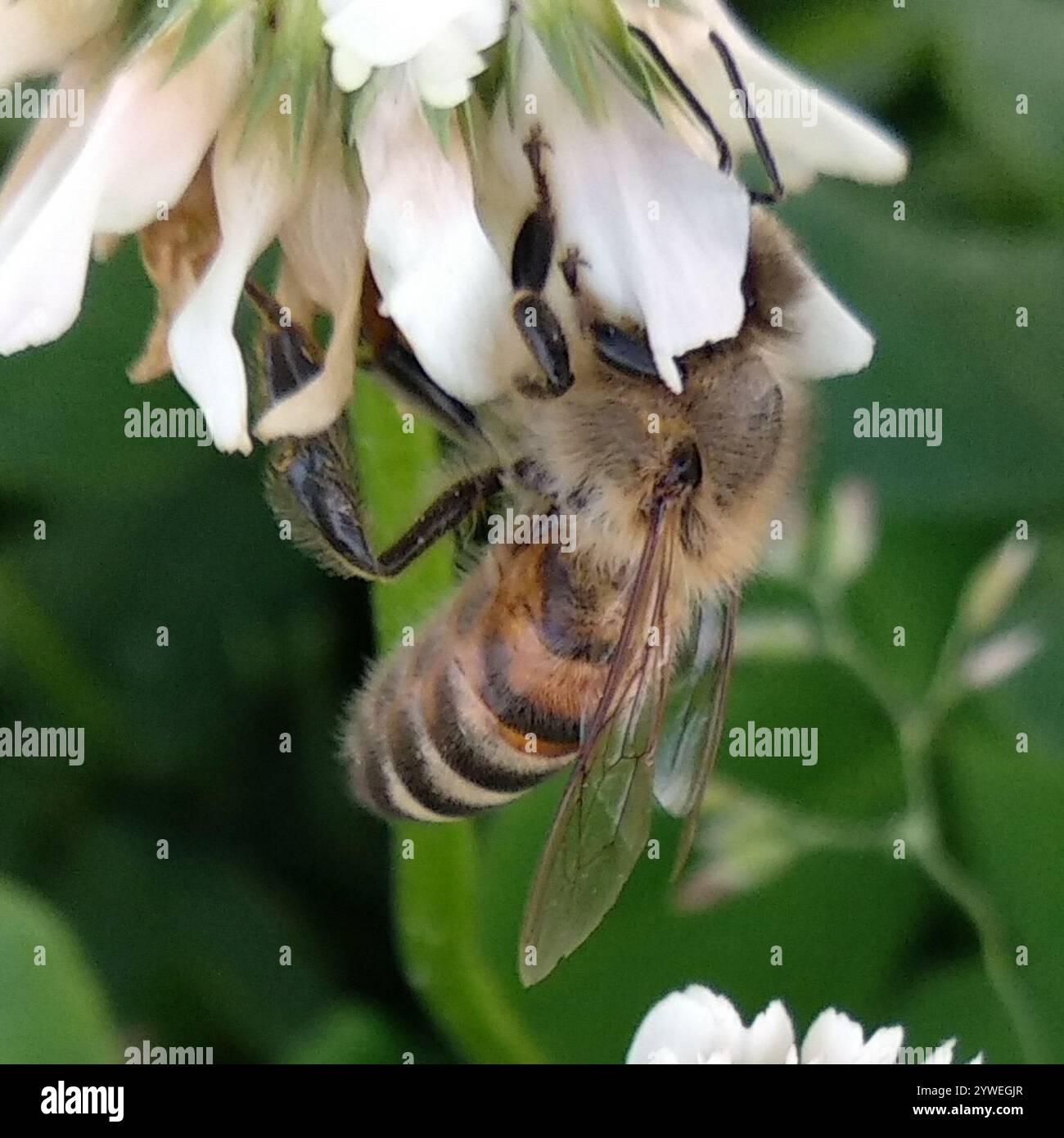 Western Honey Bee (Apis mellifera Stock Photo - Alamy