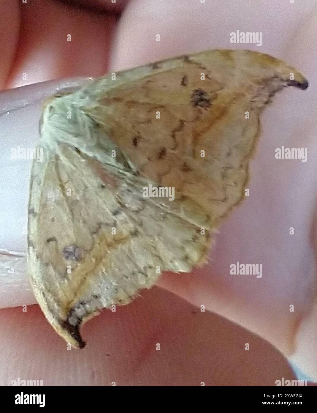 Pebble Hook-tip (Drepana falcataria Stock Photo - Alamy