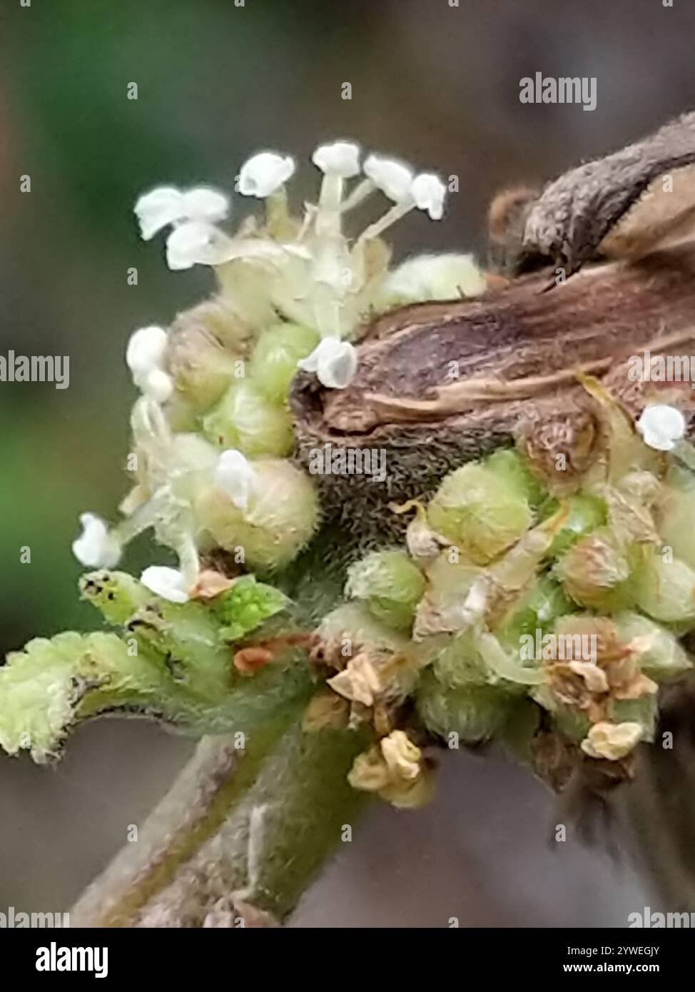 Māmaki (Pipturus albidus Stock Photo - Alamy