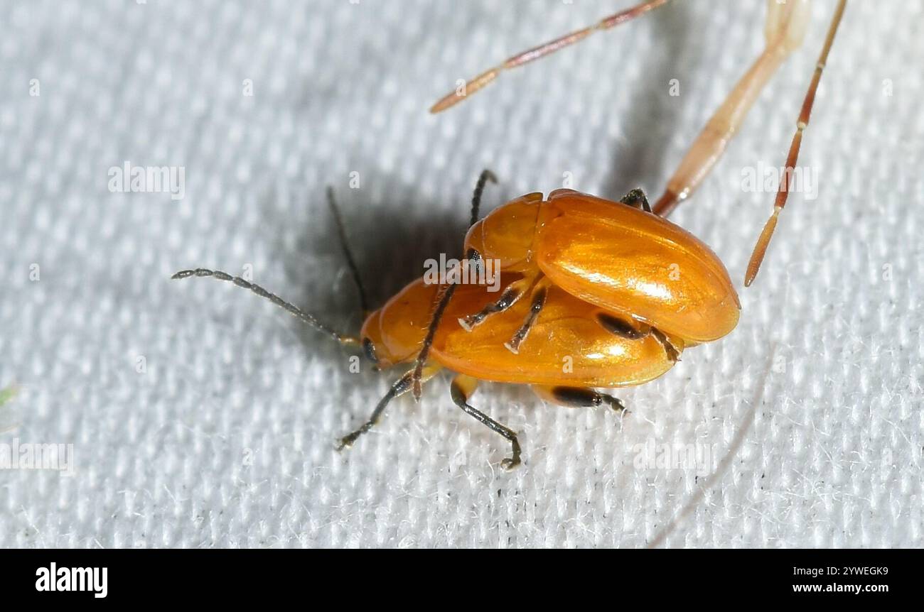 Orange Passiflora Flea Beetle (Parchicola tibialis Stock Photo - Alamy