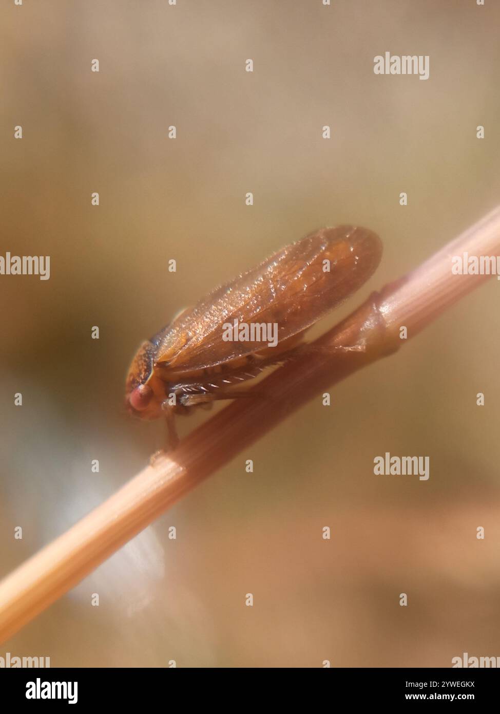 oak leafhopper (Iassus lanio Stock Photo - Alamy