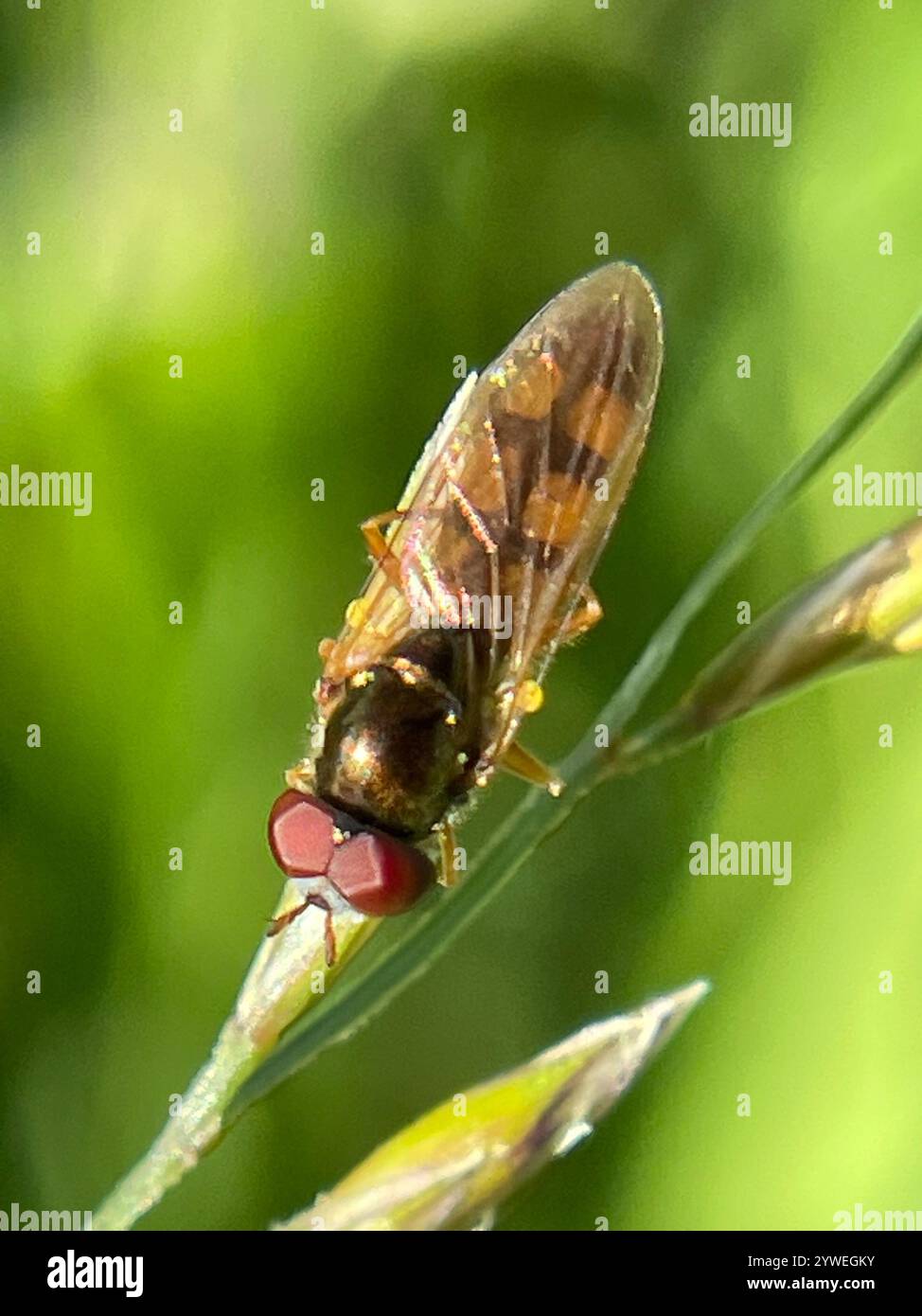 Hover Flies (Syrphidae Stock Photo - Alamy