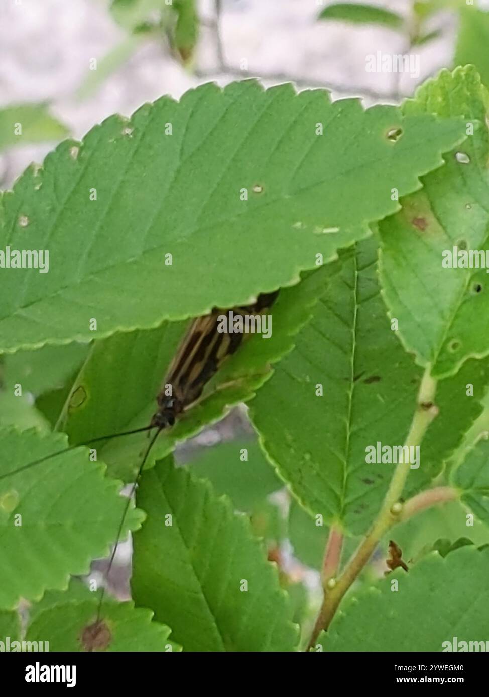 Zebra Caddisfly (Macrostemum zebratum Stock Photo - Alamy