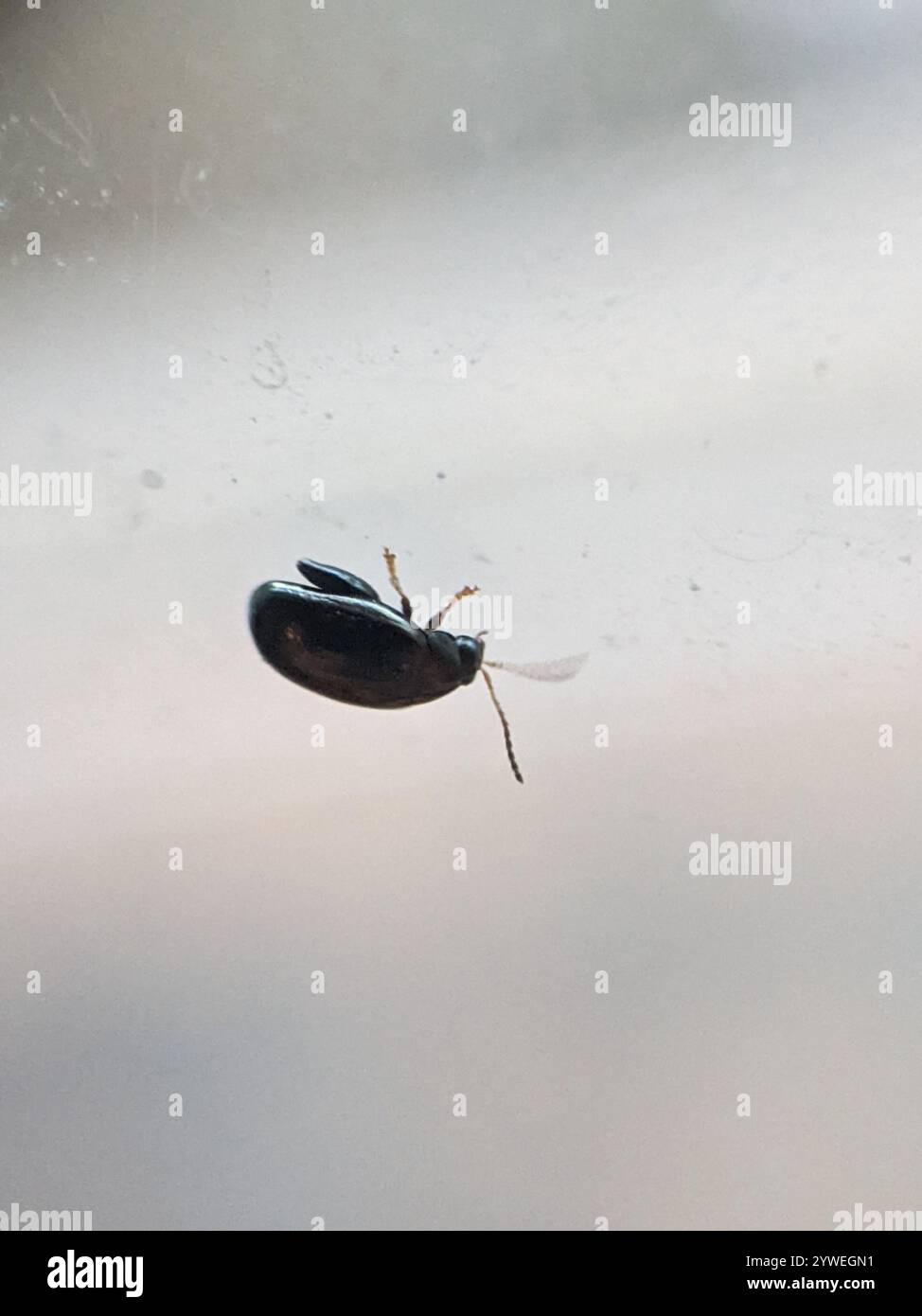 Flea Beetles (Alticini Stock Photo - Alamy