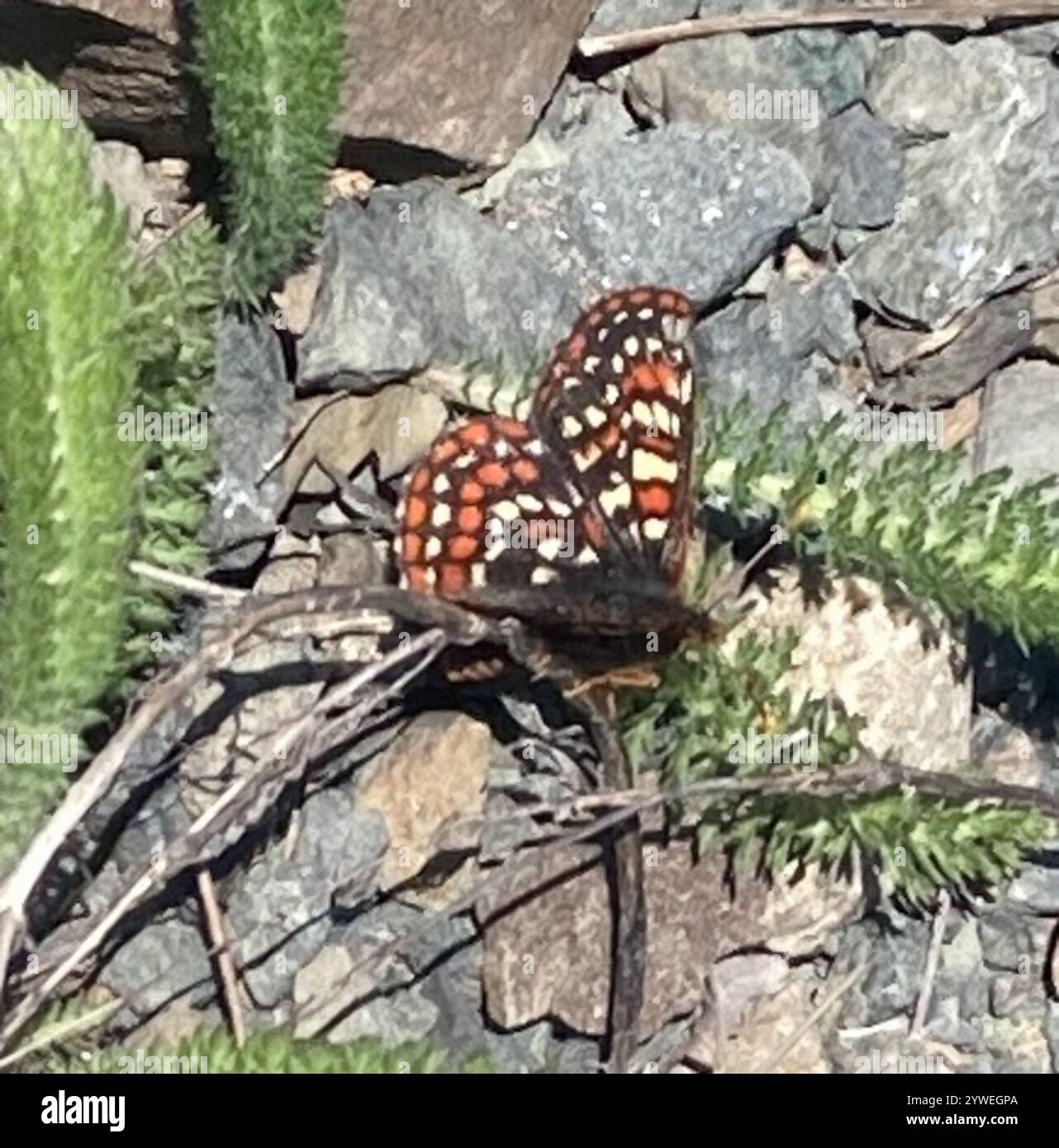 Edith's Checkerspot (Euphydryas editha Stock Photo - Alamy