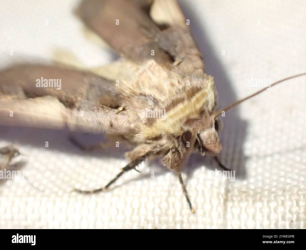 Setaceous Hebrew Character (Xestia c-nigrum Stock Photo - Alamy