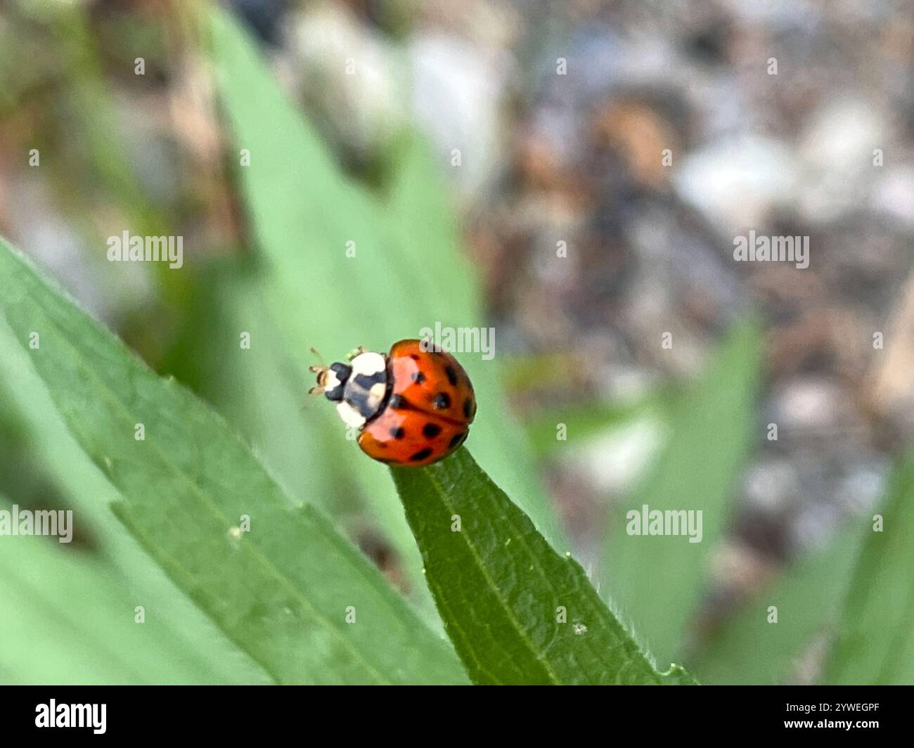 Asian Lady Beetle (Harmonia axyridis Stock Photo - Alamy