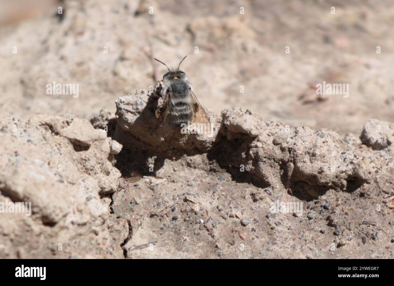 Common Digger Bees (Anthophora Stock Photo - Alamy