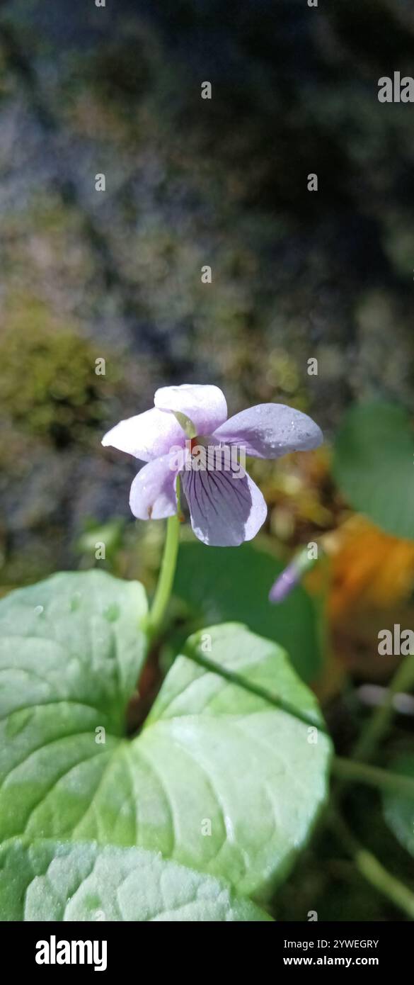 alpine marsh violet (Viola palustris Stock Photo - Alamy