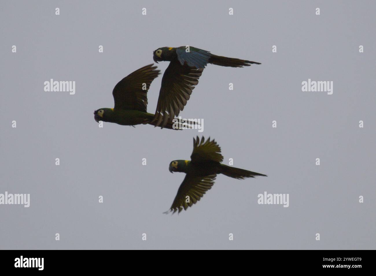Yellow-collared Macaw (Primolius auricollis Stock Photo - Alamy