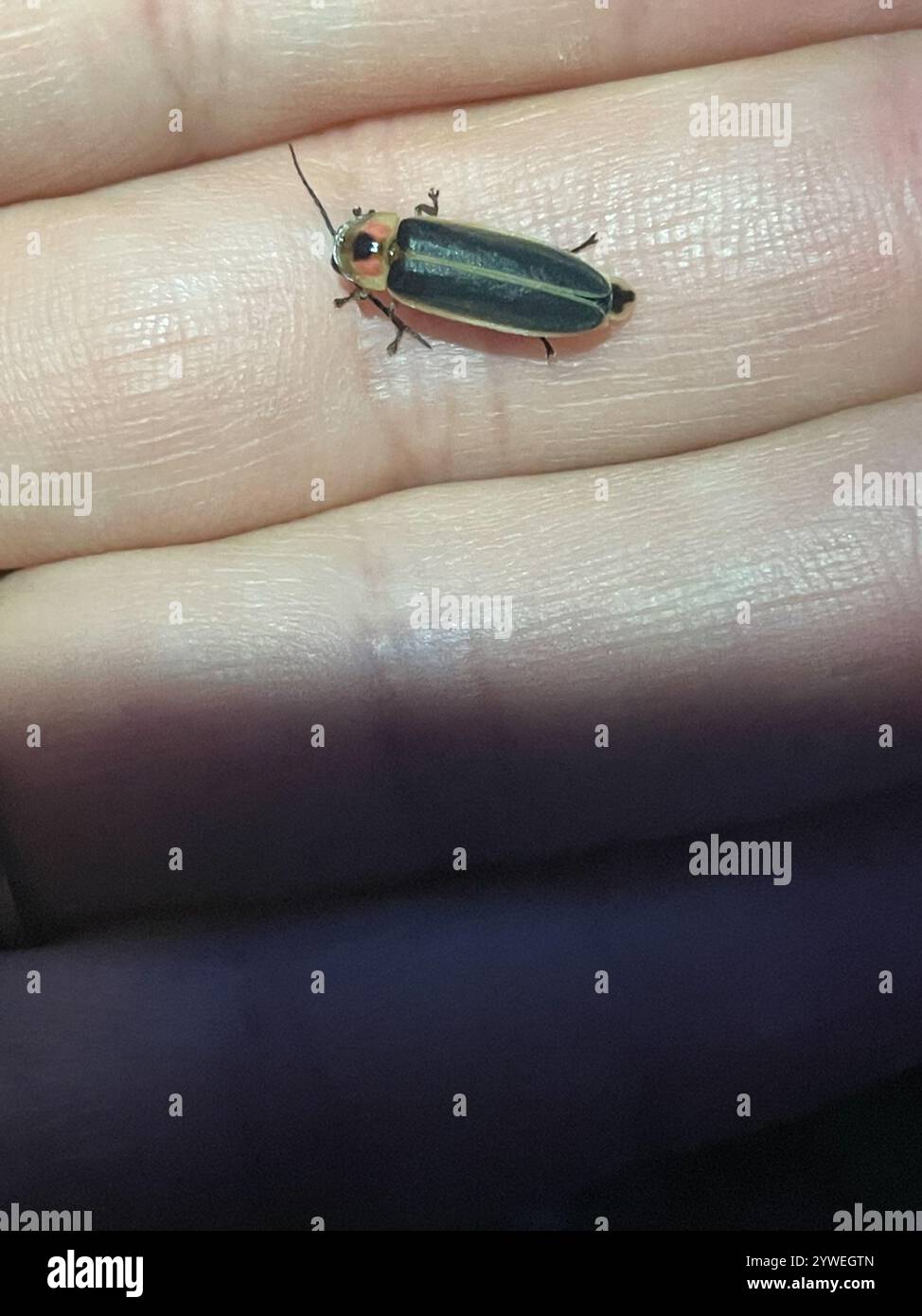 Common Eastern Firefly (Photinus pyralis Stock Photo - Alamy