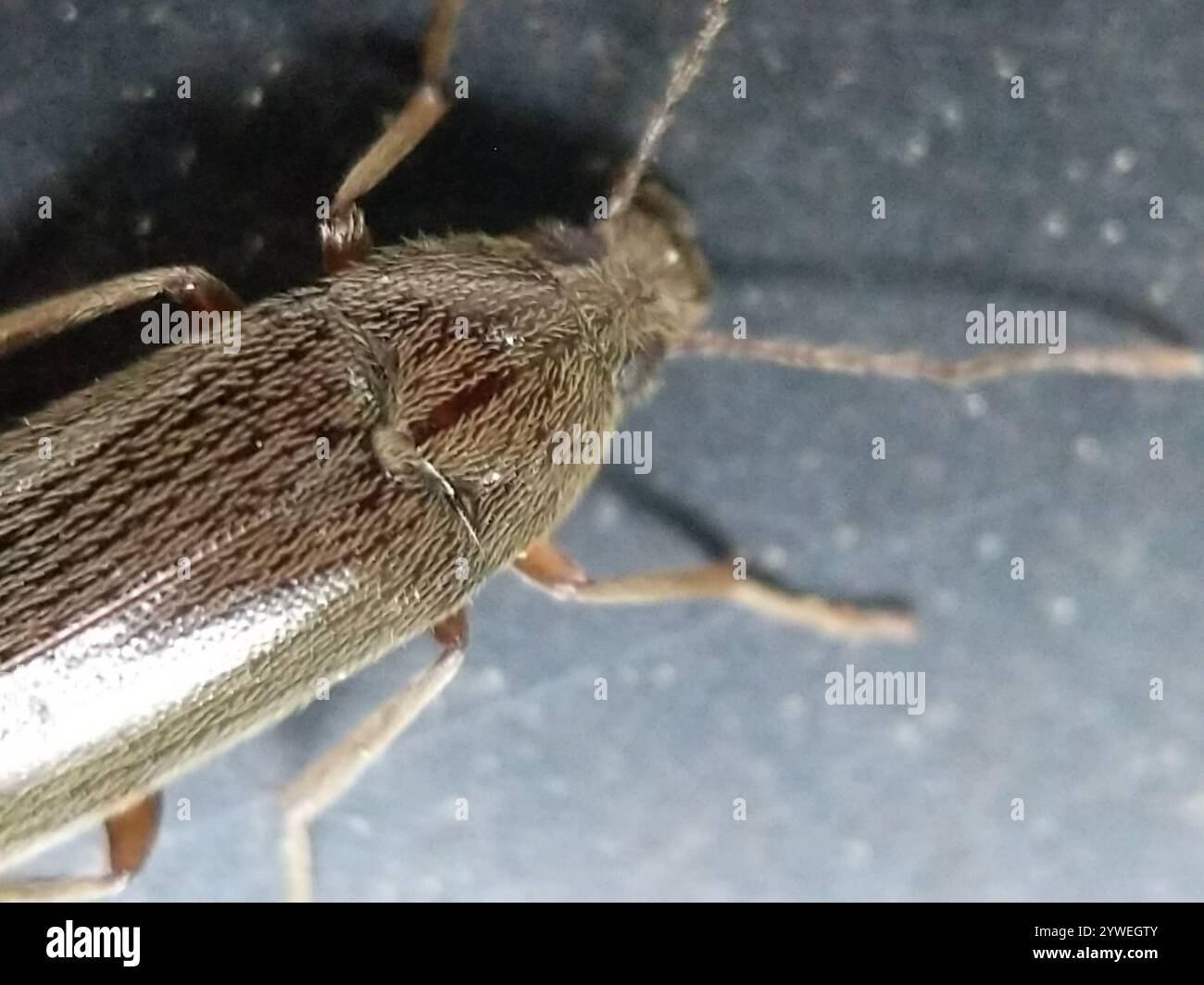 Punctate Synchronized Bark Beetle (Synchroa punctata Stock Photo - Alamy