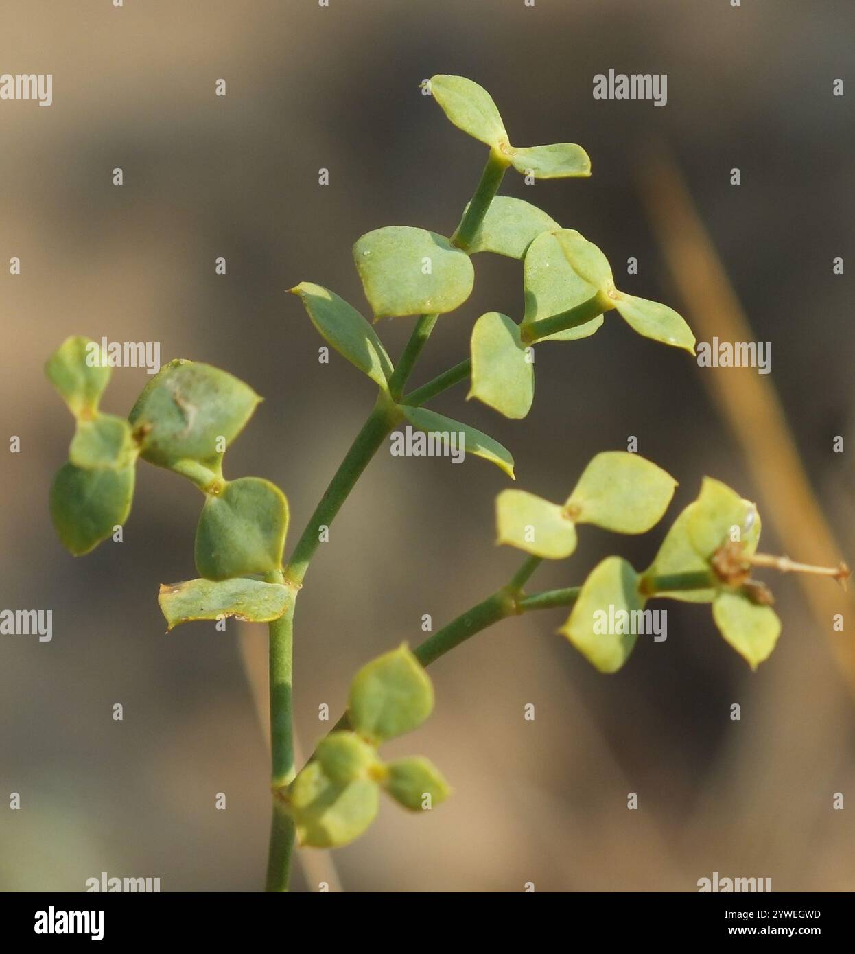 steppe spurge (Euphorbia seguieriana Stock Photo - Alamy
