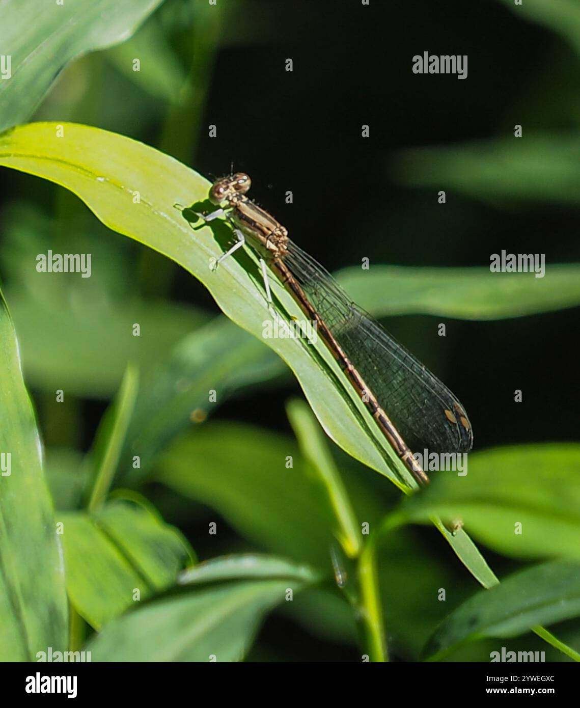 Variable Dancer (Argia fumipennis Stock Photo - Alamy