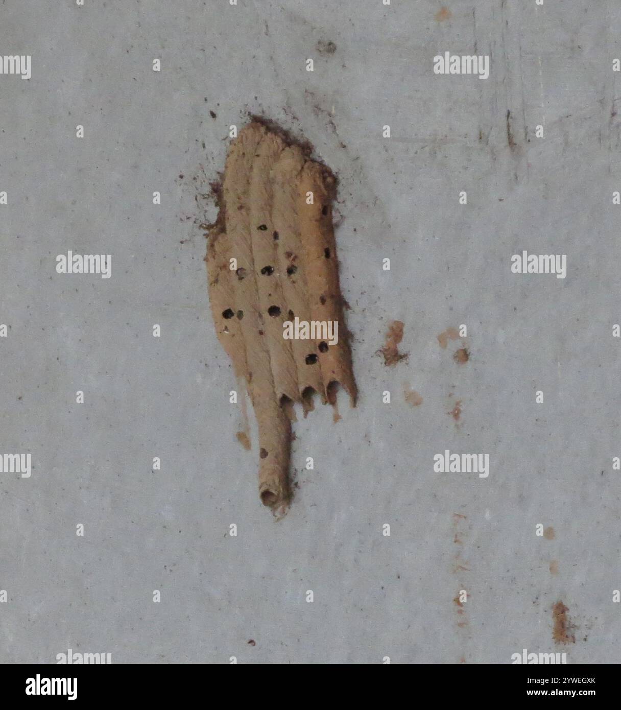 Trypoxylon politum wasp hi-res stock photography and images - Alamy