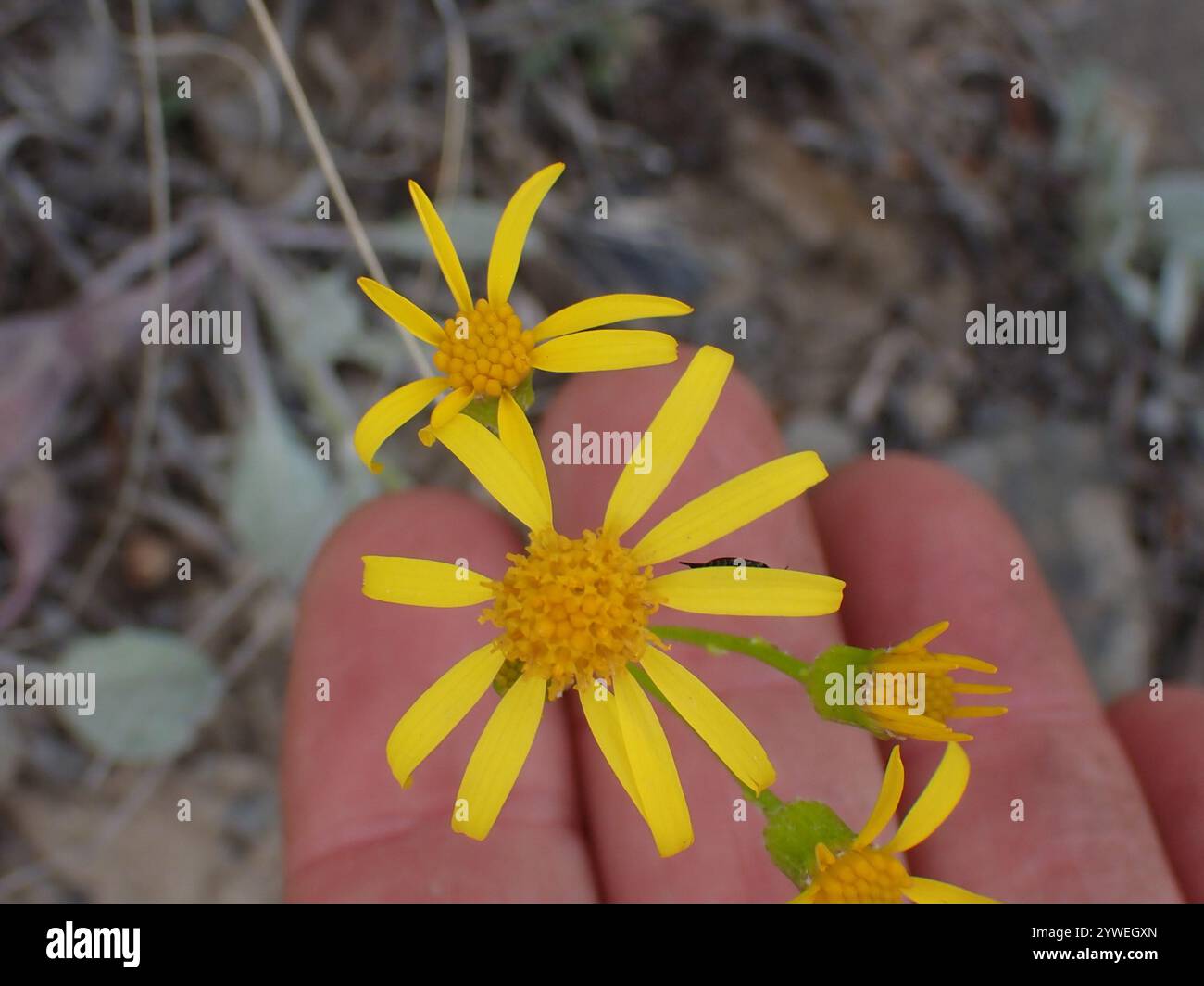 woolly groundsel (Packera cana Stock Photo - Alamy